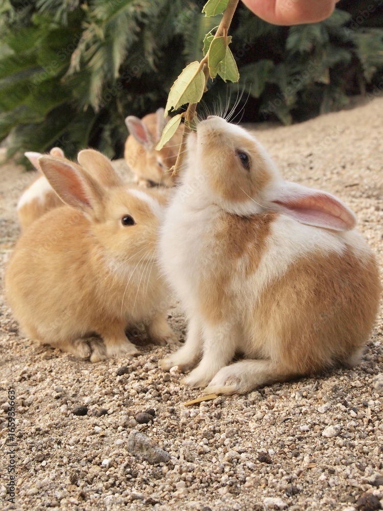 Rabbit Island Okunoshima,Hiroshima,Japan Stock Photo | Adobe Stock