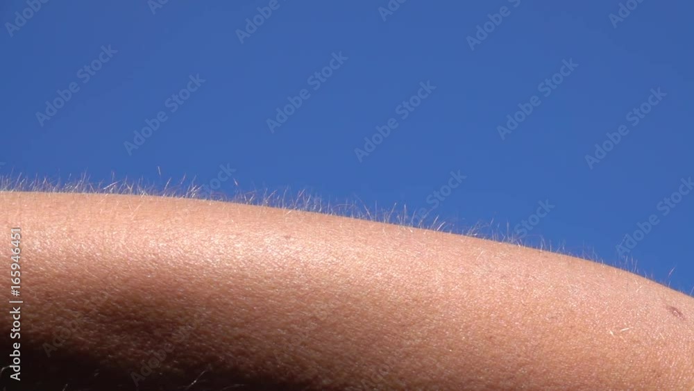 CLOSE UP MACRO DEPTH OF FIELD: Detail of skin and hair with goose bumps ...
