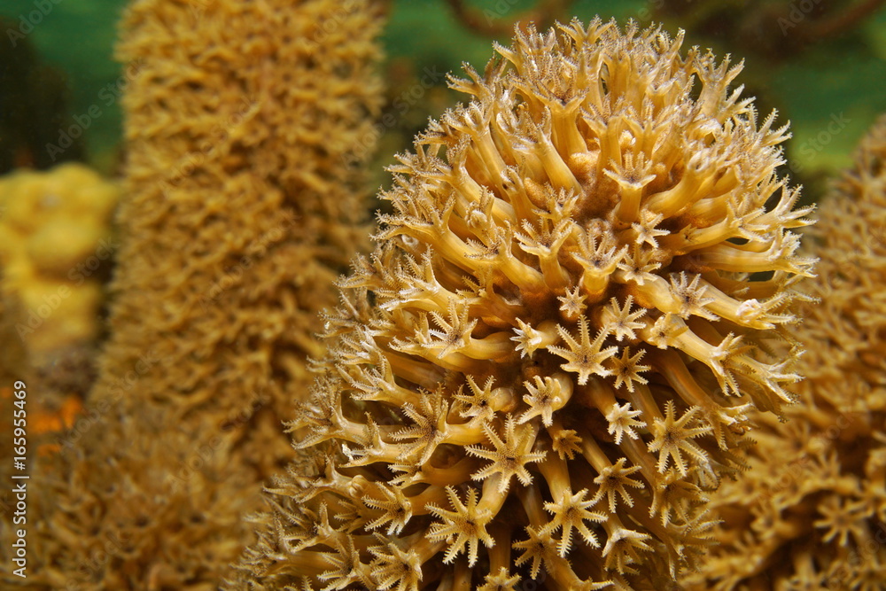 Soft Corals Polyps