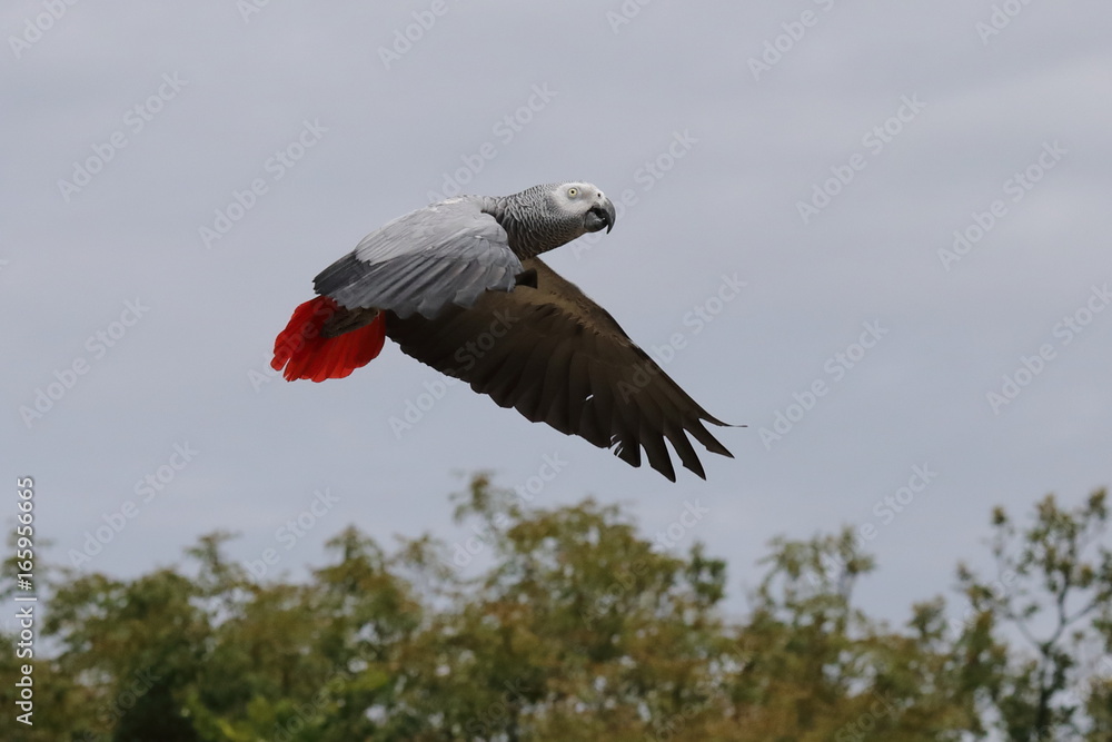 Perroquet Gris du Gabon en vol Stock Photo | Adobe Stock