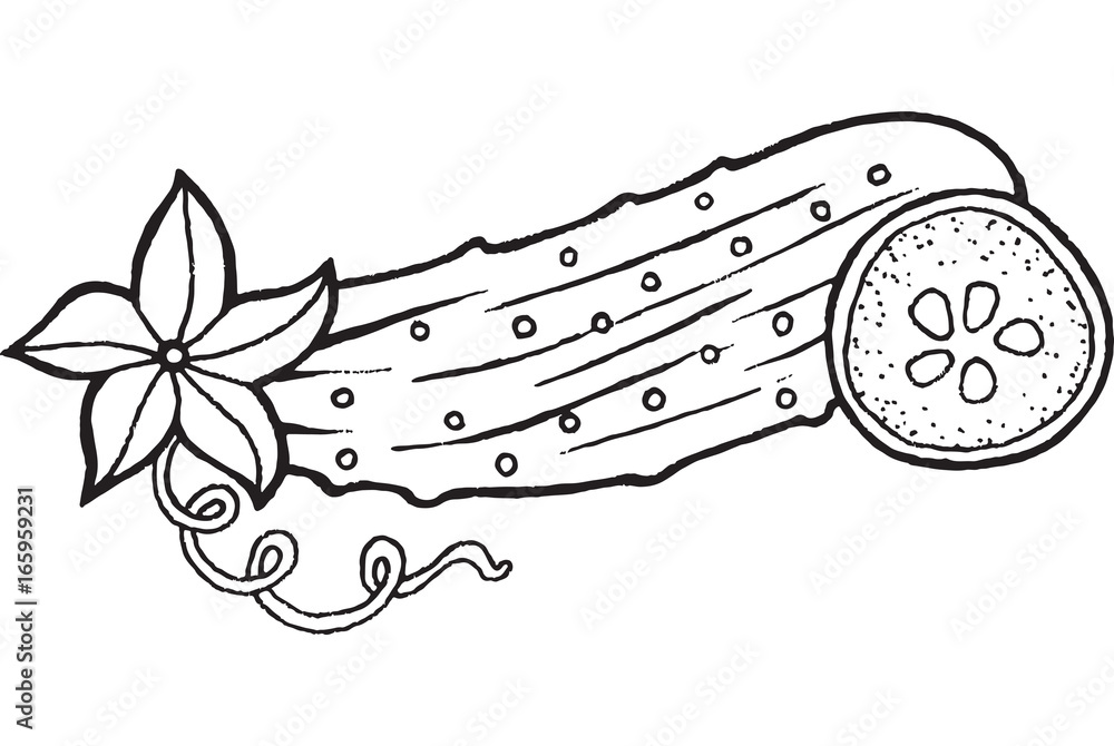 Cucumber coloring page hand drawn illustration Stock Vector | Adobe Stock