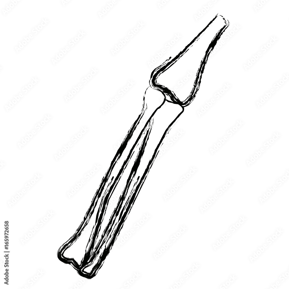 leg bones tibia and fibula anatomy human Stock Vector | Adobe Stock