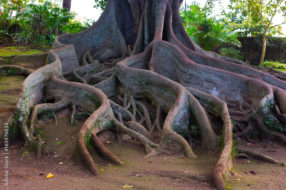Whimsical tree roots. Large tree in the park of Sao Miguel Island ...