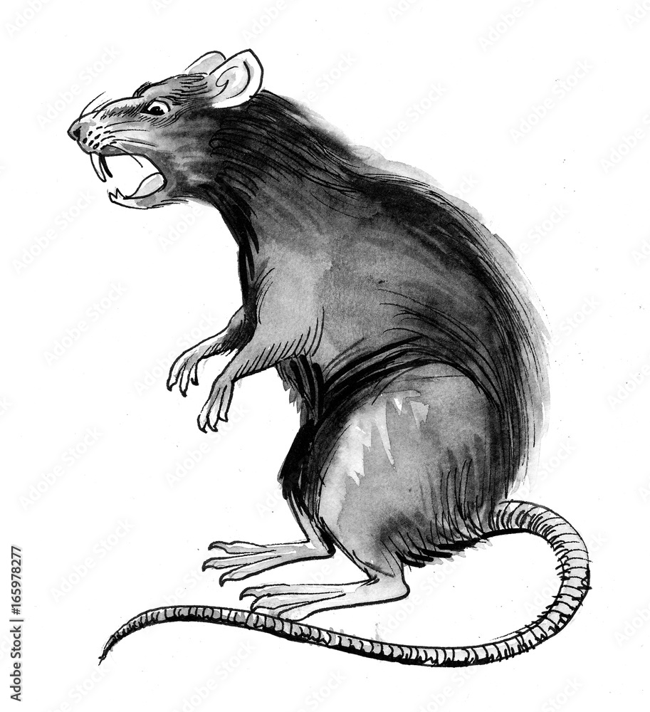 Angry rat Stock Illustration | Adobe Stock