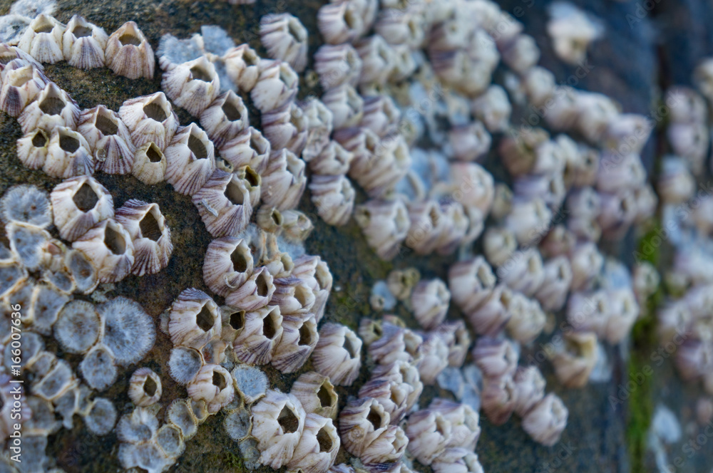barnacle group on the beach Stock Photo | Adobe Stock