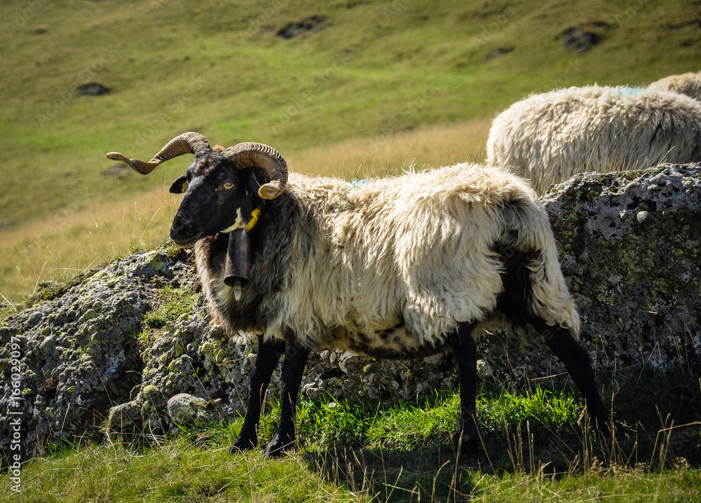 Typical Lacha Sheep, Jungle of Irati, Navarra, Spain Stock Photo ...