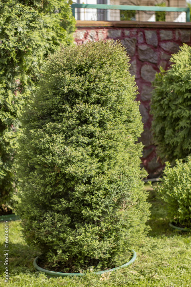 thuja brabant thuja occidentalis thuja plicata arborvitae ball ภาพถ่าย ...