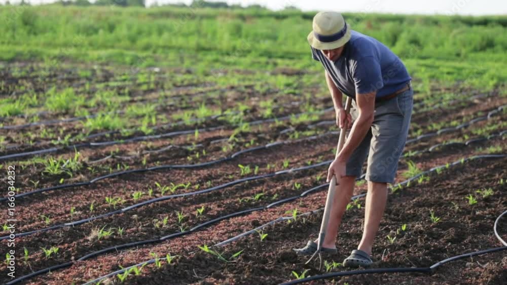 Farmer with hoe weeding field with young growth of corn at organic eco ...