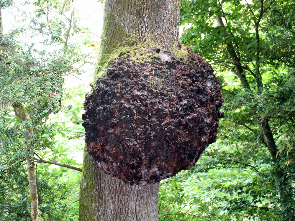Giant knar on the tree in the park in Quinta da Regaleira/ Sintra ...
