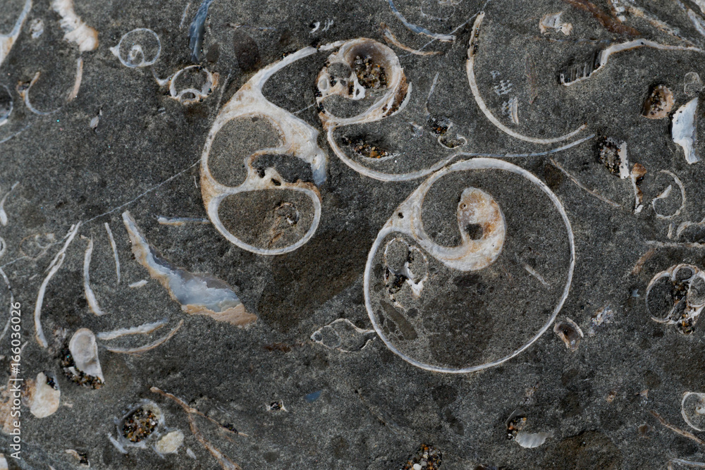 Sedimentary Rock with Shells Stock Photo | Adobe Stock