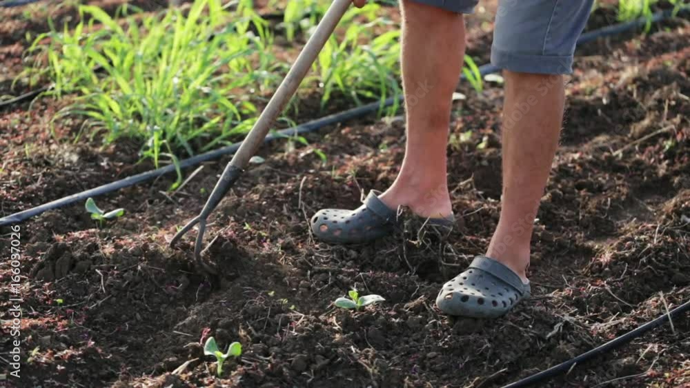 Farmer with hoe weeding field with young growth of sweet potato at ...