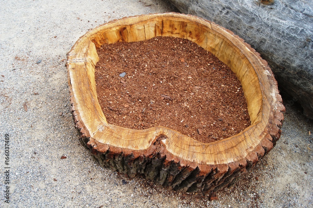 Baumstumpf,baumstumpf, stumpf, tree, baumstumpf entfernen, stubben ...