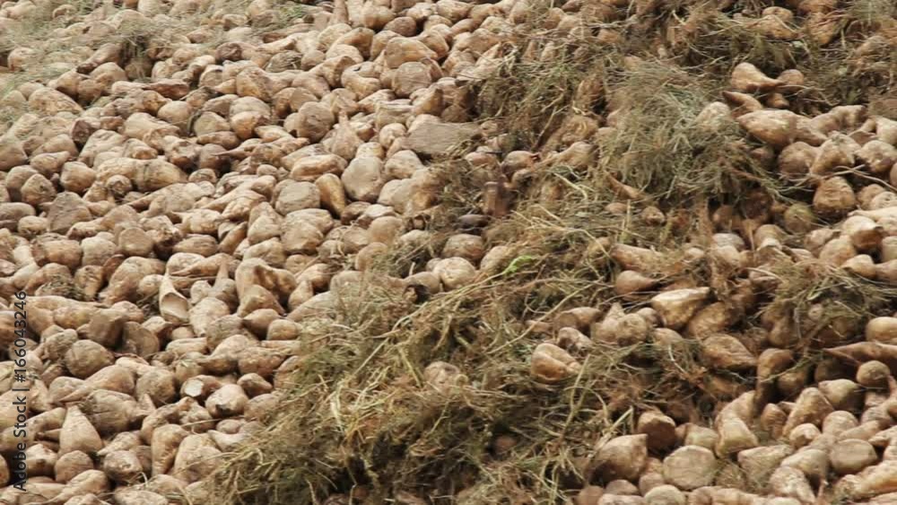 Sugar processing factory. Pile of sugar beet. . Raw materials on ...