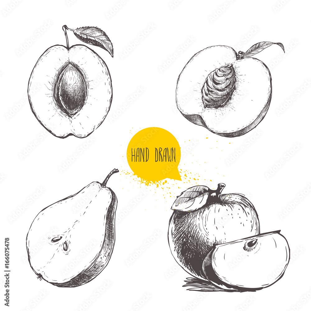 Hand drawn sketch style fruits set. Apricot with stone, peach half with ...