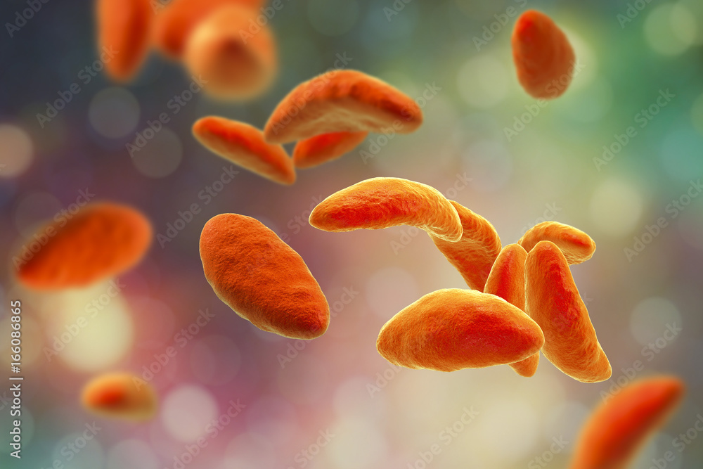 Fotografía Parasitic protozoans Toxoplasma gondii which cause ...