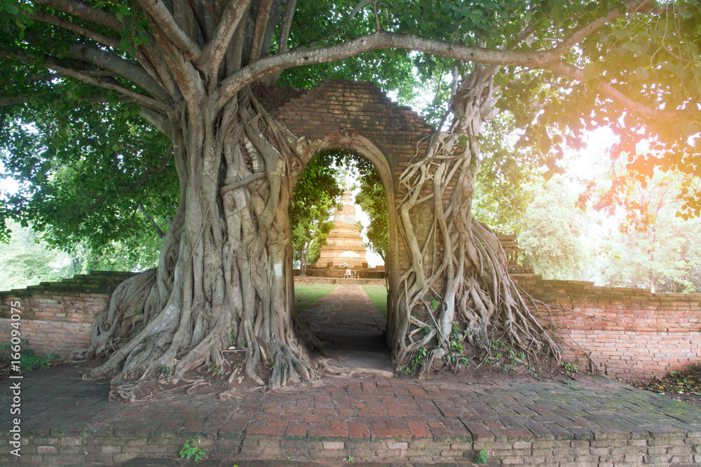 Root of banyan tree at Gate of time of Wat Phra Ngam ancient temple in ...