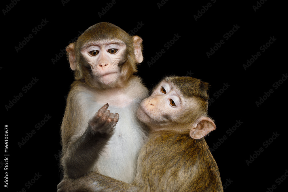 Two Monkeys Hugging