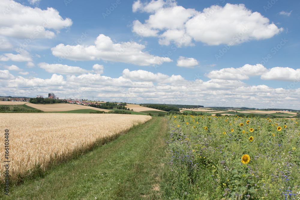 Weizenfeld Stock-Foto | Adobe Stock