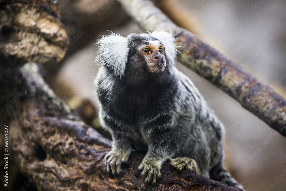 Singe Mignon