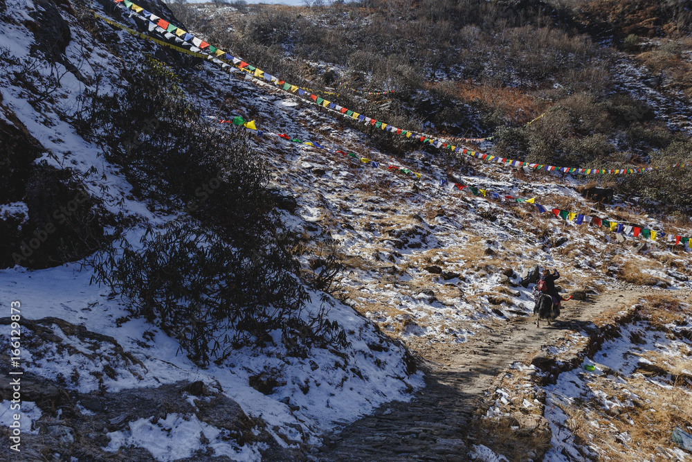 Tourist ride yak with tamer who pull and control him to walk on the ...