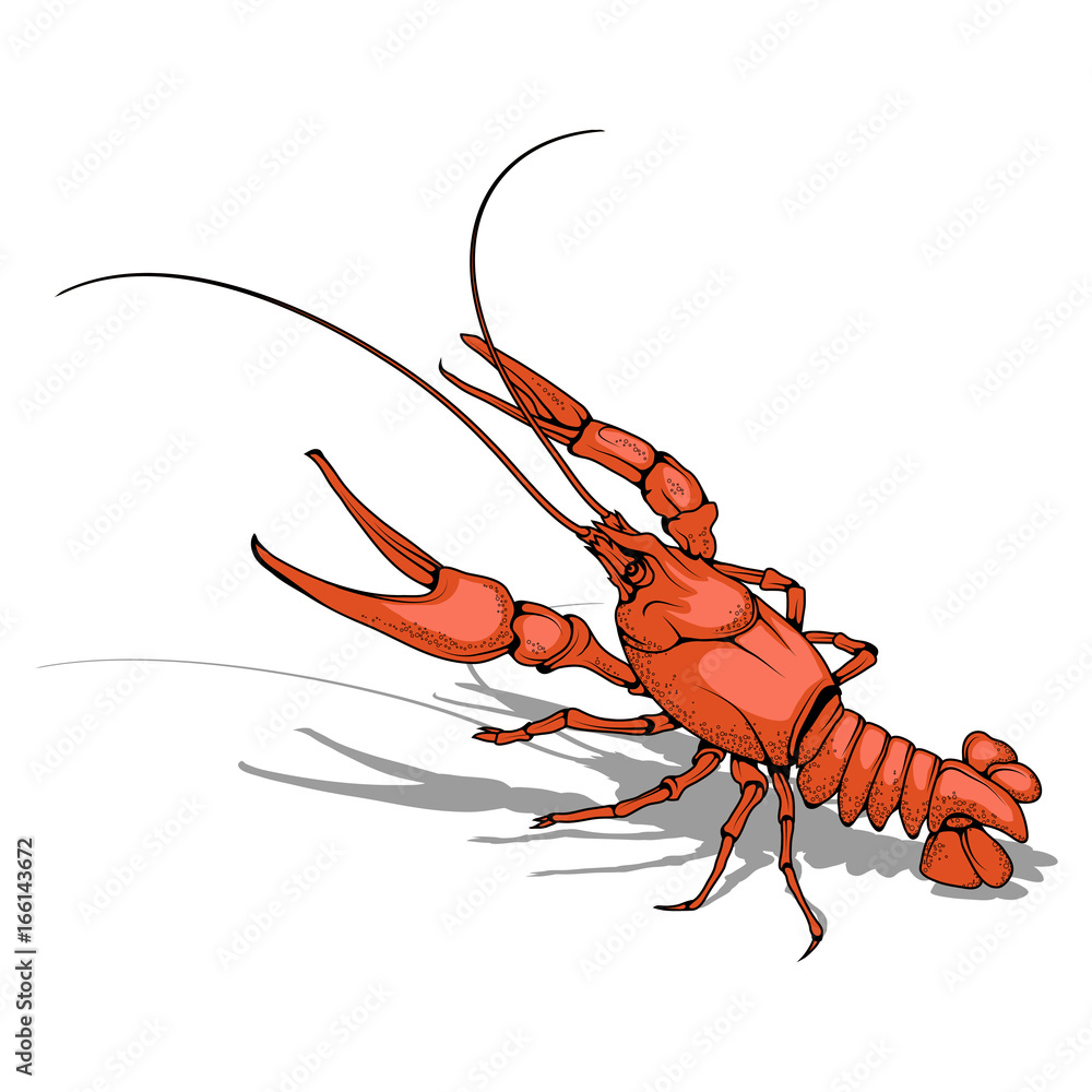 Vector image of crayfish. Isolated on white background. Ocean ...