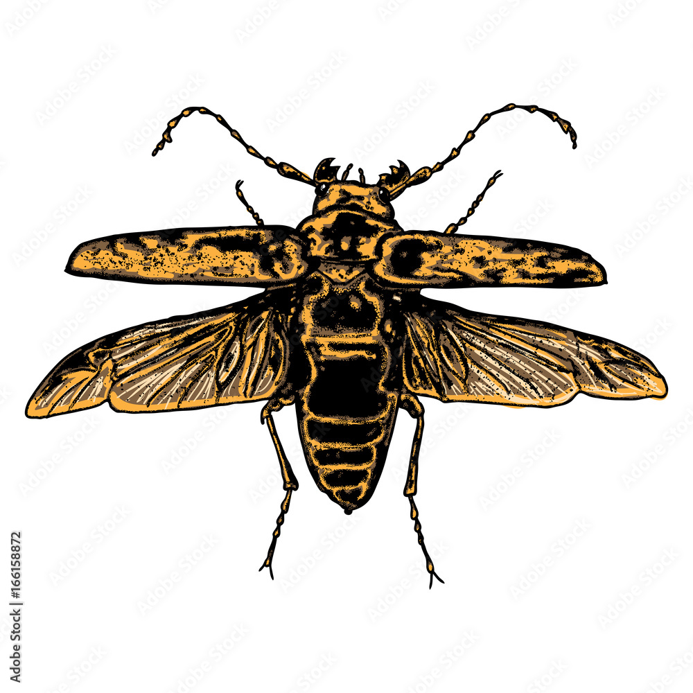 Insect stipple drawing isolated in color for Halloween. Insects and bug ...