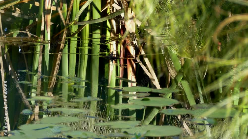 Close up of tall reeds reflected in the water with water lillies ...
