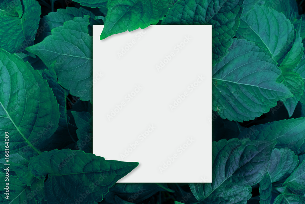 Square frame, Creative layout made of leaves with white paper card note ...