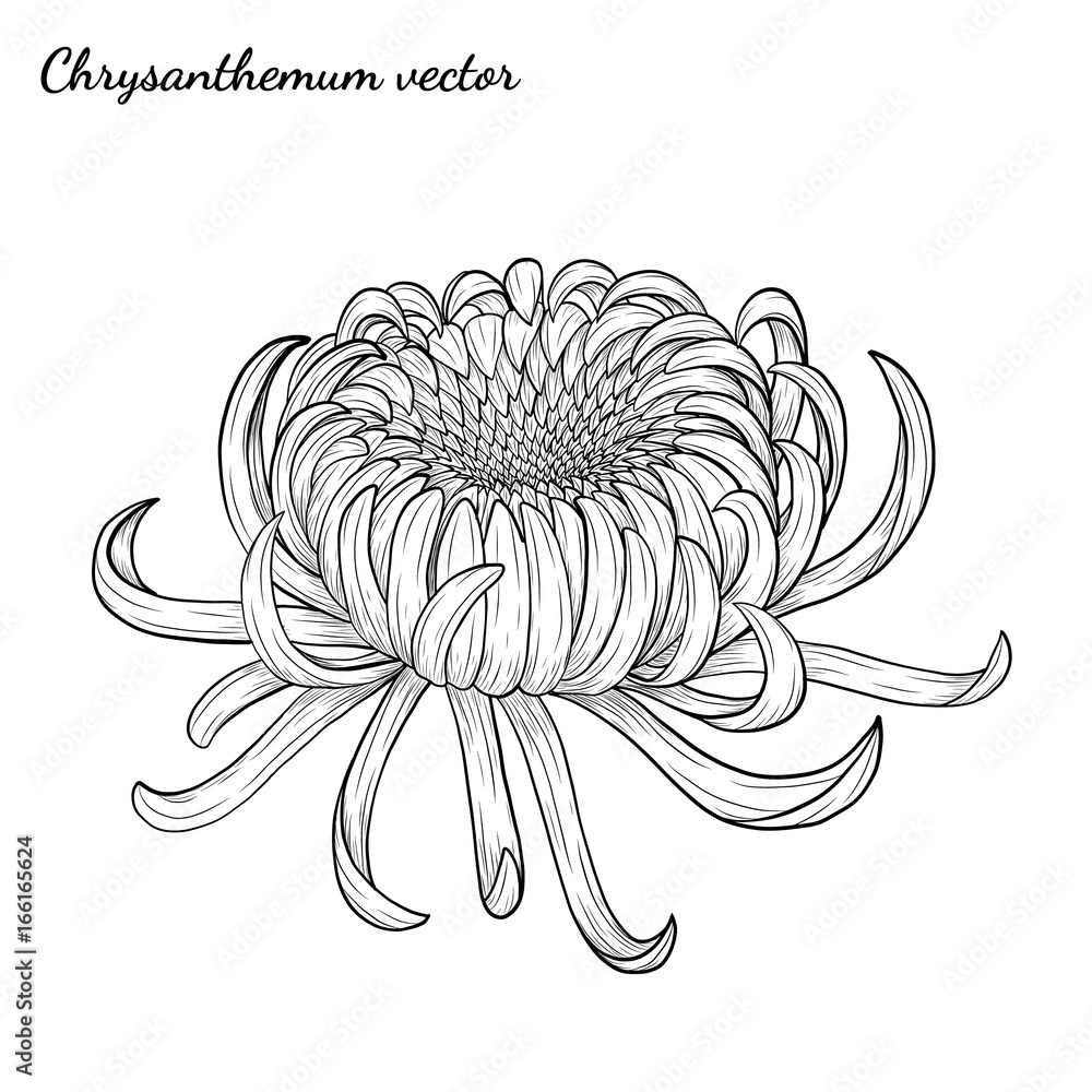 Chrysanthemum vector on white background.Chrysanthemum flower by hand ...