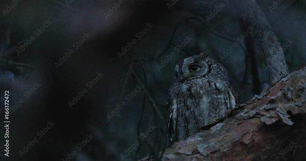 Common Scops Owl, Otus scops, near the nest. Madzharovo, Eastern ...