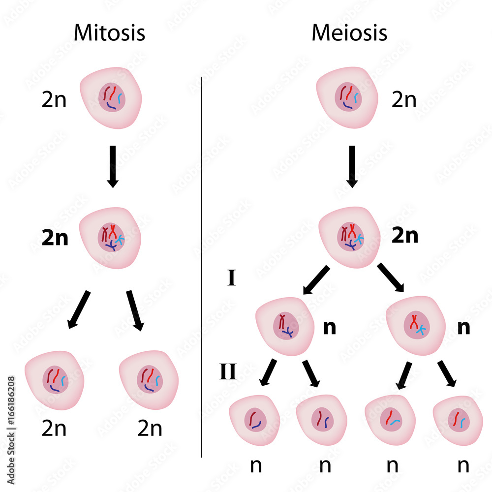 Mitosis versus meiosis Stock Illustration | Adobe Stock