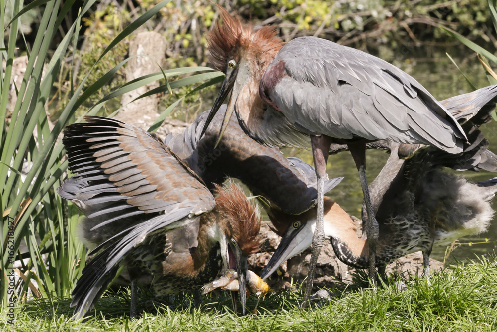 Baby goliath reiger eten gekregen visje op. Stock Photo | Adobe Stock