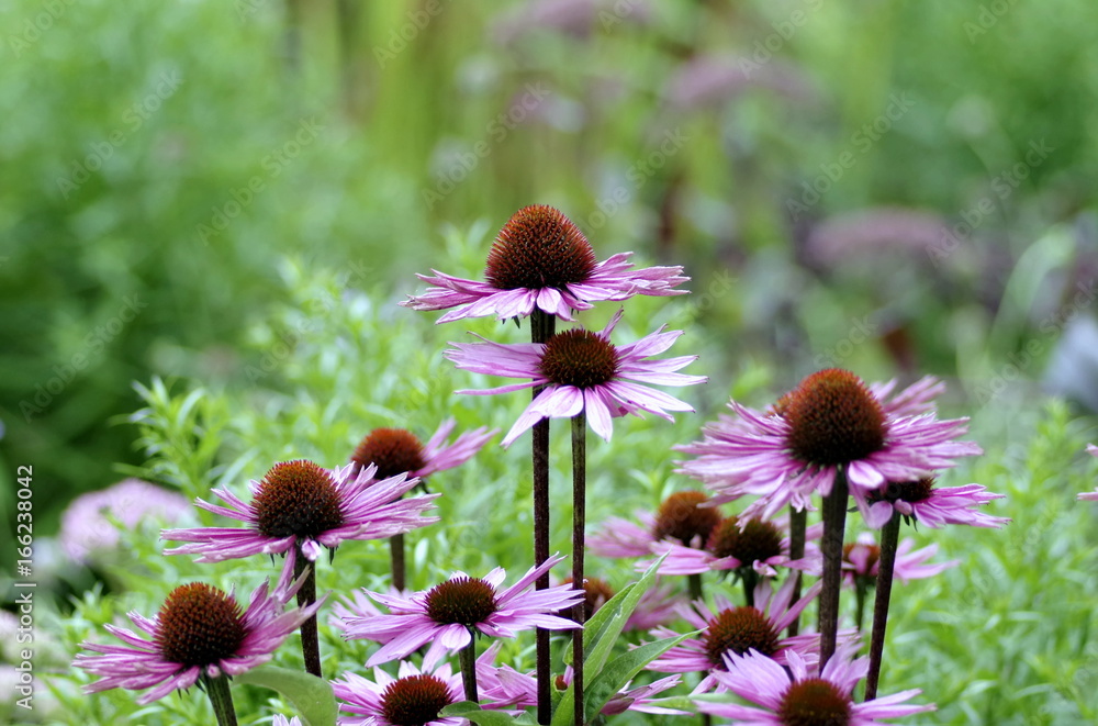 kwiaty ogrodowe Stock Photo | Adobe Stock