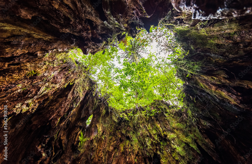Foto Stock Wilson's Stump in national park of Yakushima Island | Adobe ...