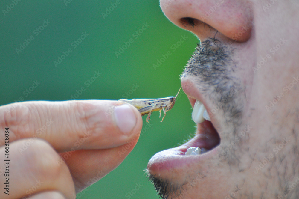 Men eating a grasshopper. Extreme survival in a nature. Food of the ...