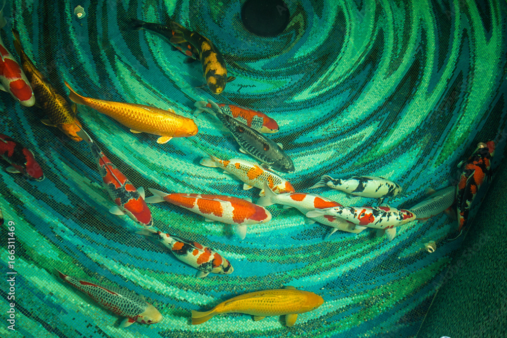 Koi fish isolated in pool Stock Photo | Adobe Stock