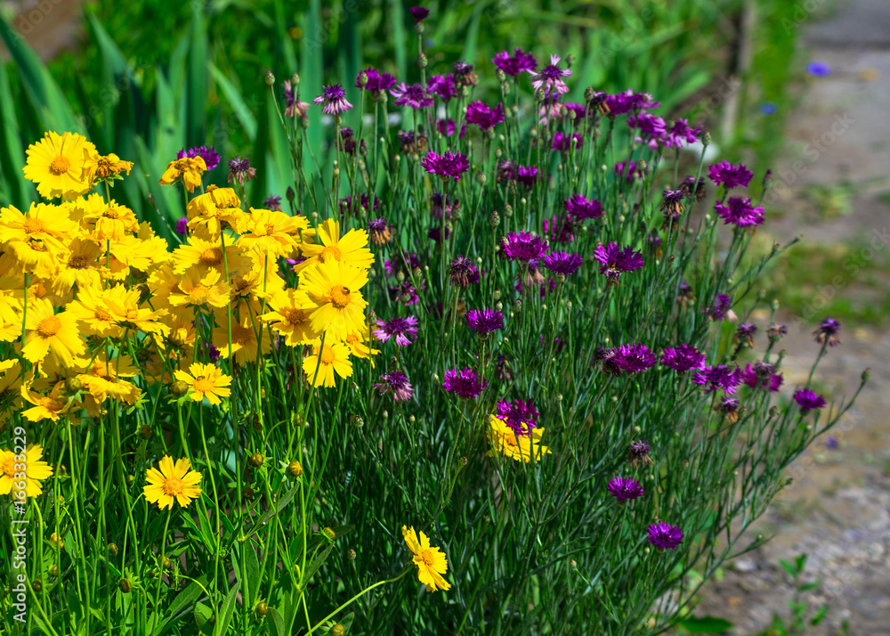 Coreopsis pubescens called star tickseed and bluettes. Beautiful bright ...
