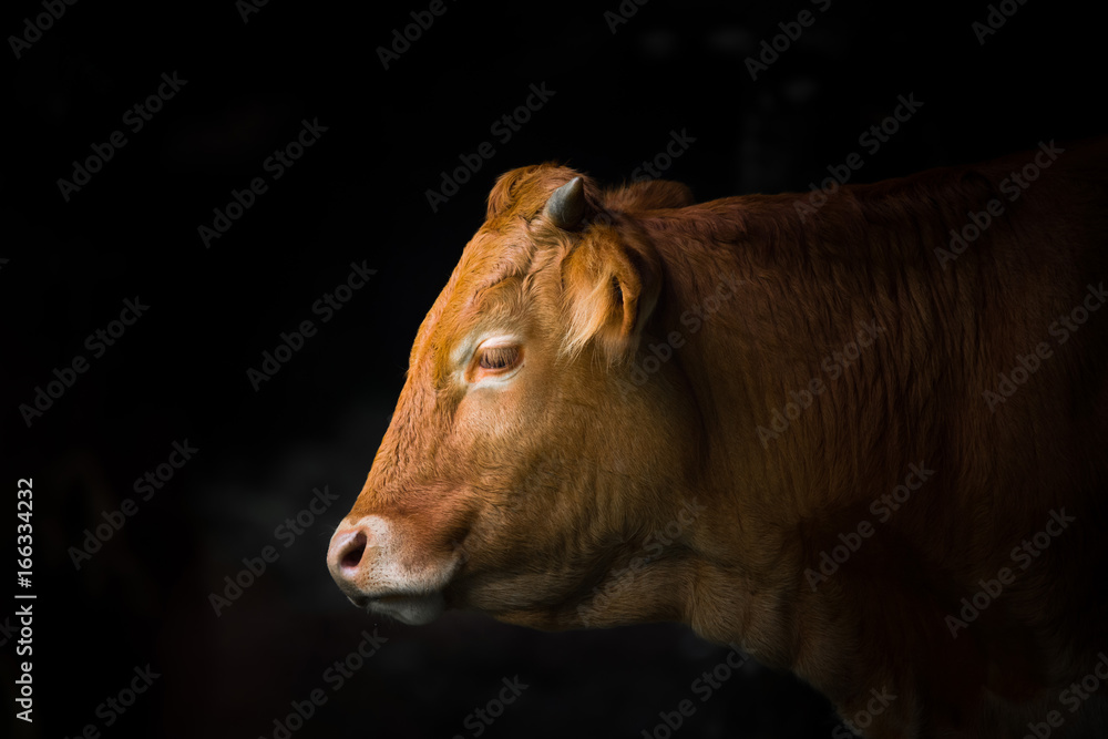 Cow portrait black background Stock Photo | Adobe Stock