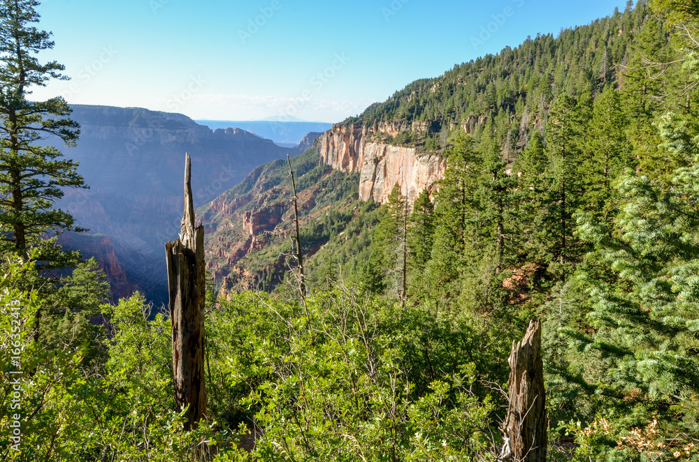 ponderosa pine forests on the slopes of Grand Canyon from Cococino ...