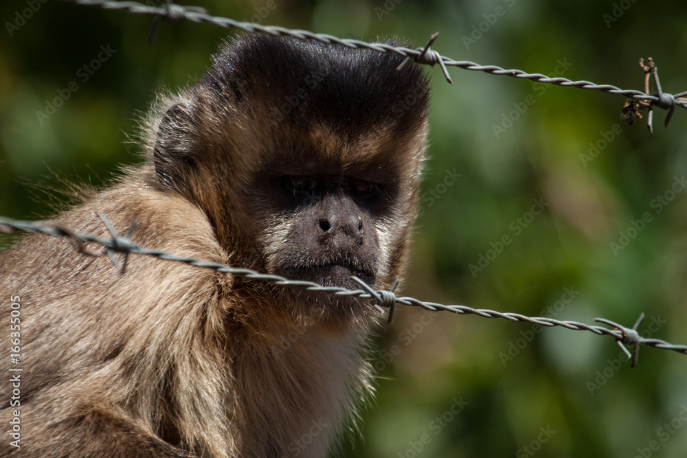 Behind bars: a wild Tufted Capuchin Monkey (Sapajus apella) finds a ...