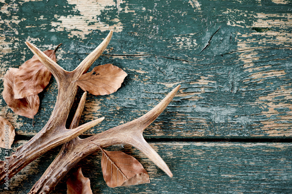 Vintage stag antlers and leaves on timber Stock Photo | Adobe Stock