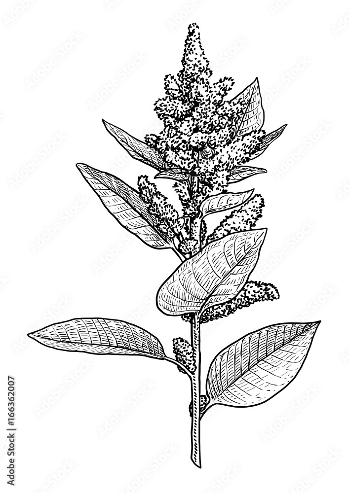 Poster Amaranth illustration, drawing, engraving, ink, line art, vector ...
