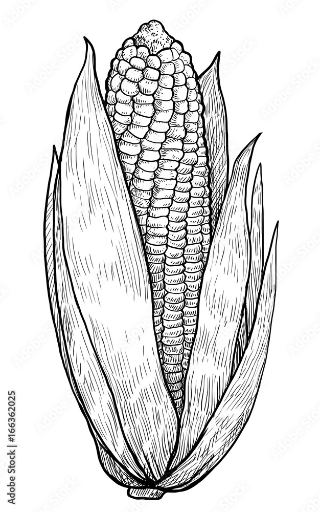 Corn illustration, drawing, engraving, ink, line art, vector Stock ...