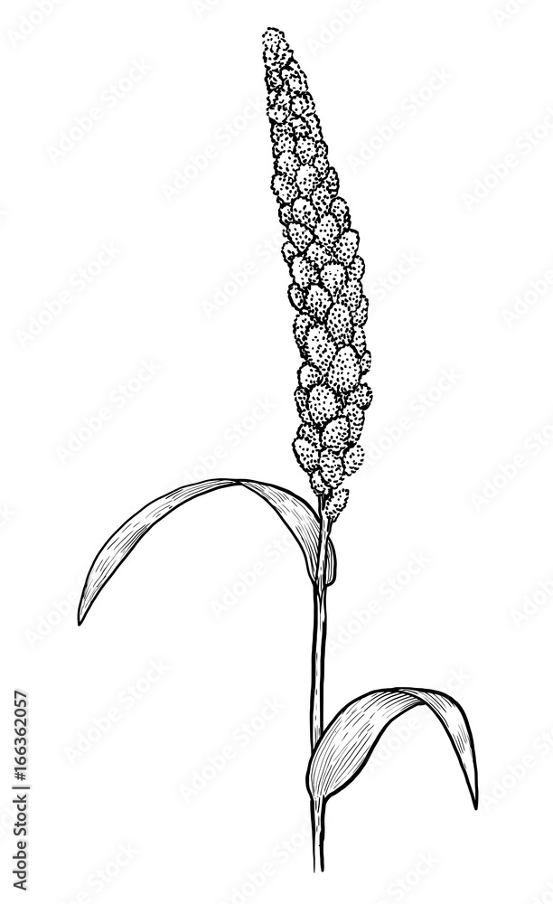 Millet illustration, drawing, engraving, ink, line art, vector Stock ...