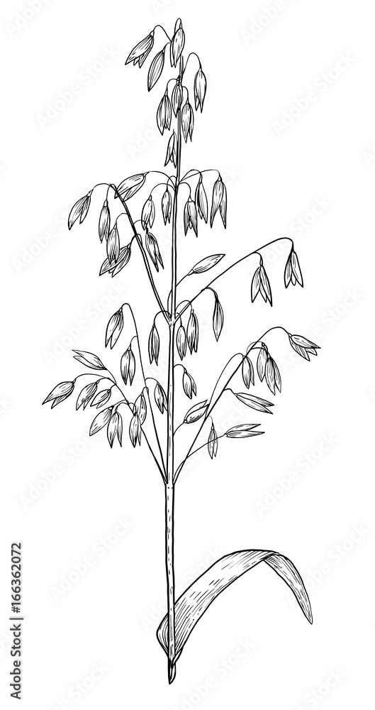 Oat illustration, drawing, engraving, ink, line art, vector Stock ...