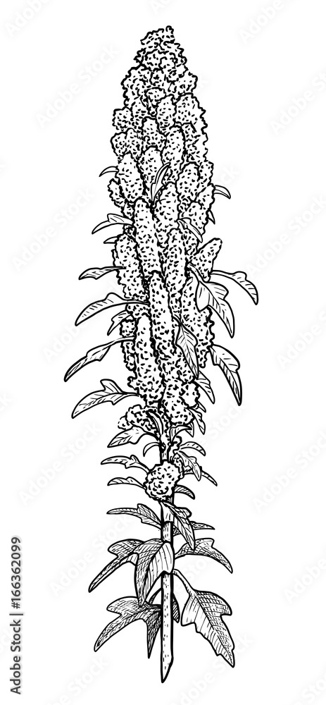 Quinoa illustration, drawing, engraving, ink, line art, vector Stock ...