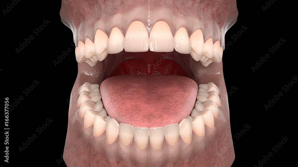 Dental anatomy - Maxillary and mandibular arch with gum structure Stock ...