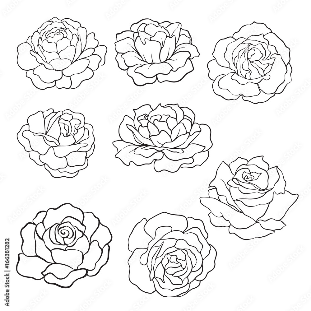 set of Isolated rose. Outline drawing. Stock line vector illustration ...