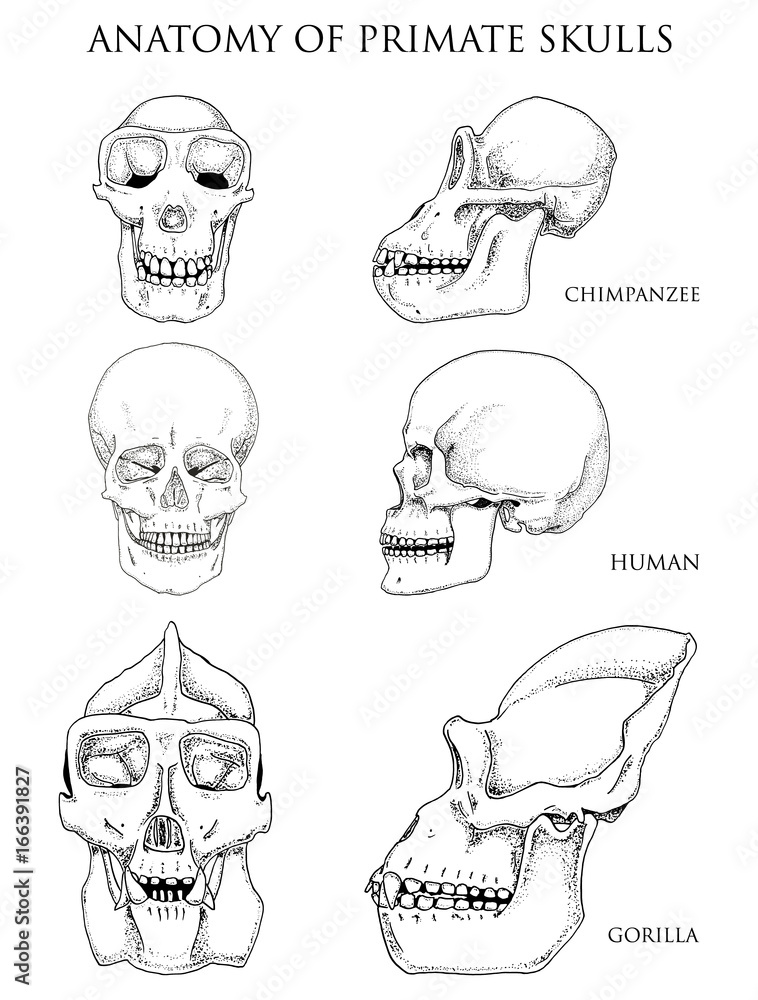 Human and chimpanzee, gorilla. biology and anatomy illustration ...