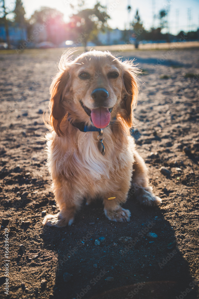 Cocker Spaniel Dachshund Mix Puppy